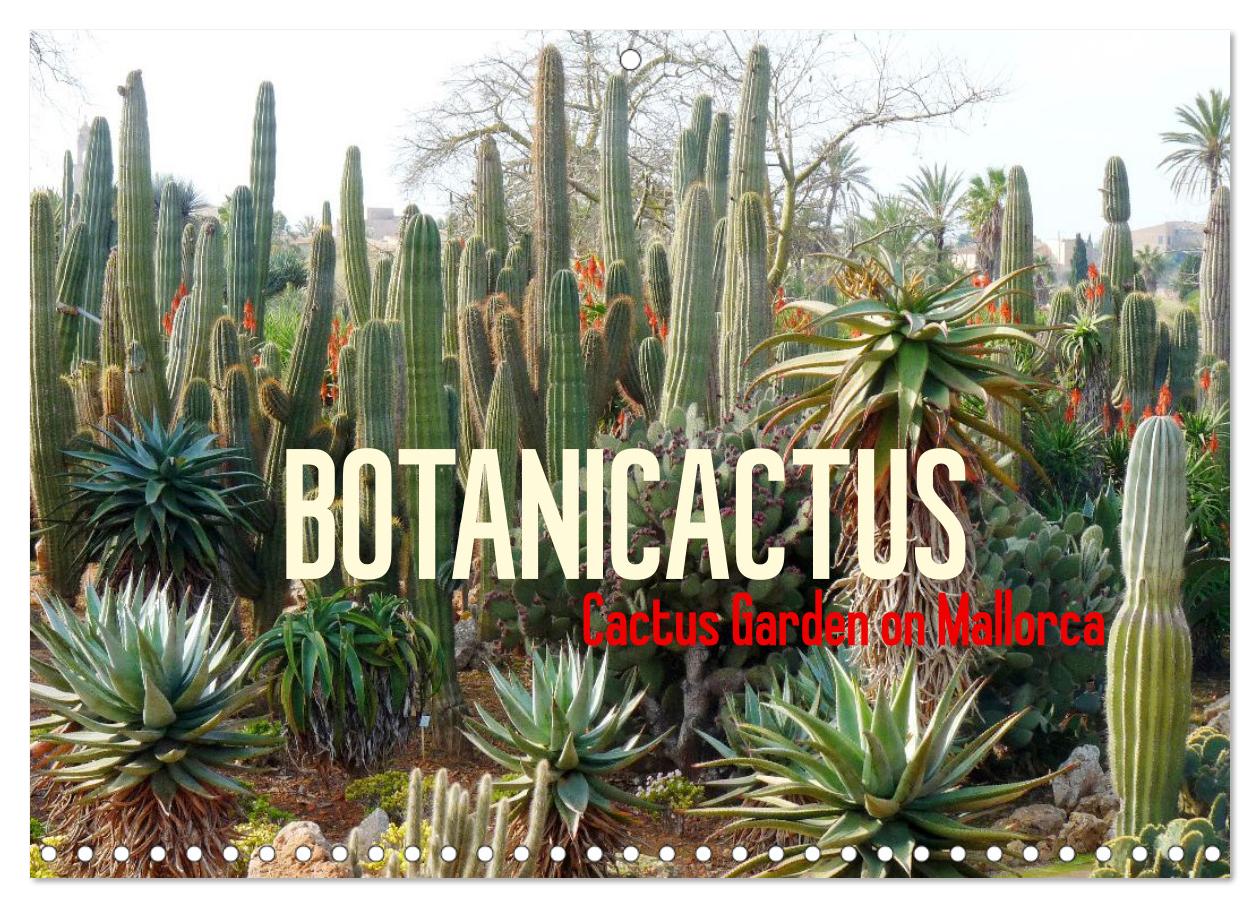 Botanicactus - Cactus Garden on Mallorca (Monthly Wall Calendar 2026 16 ...