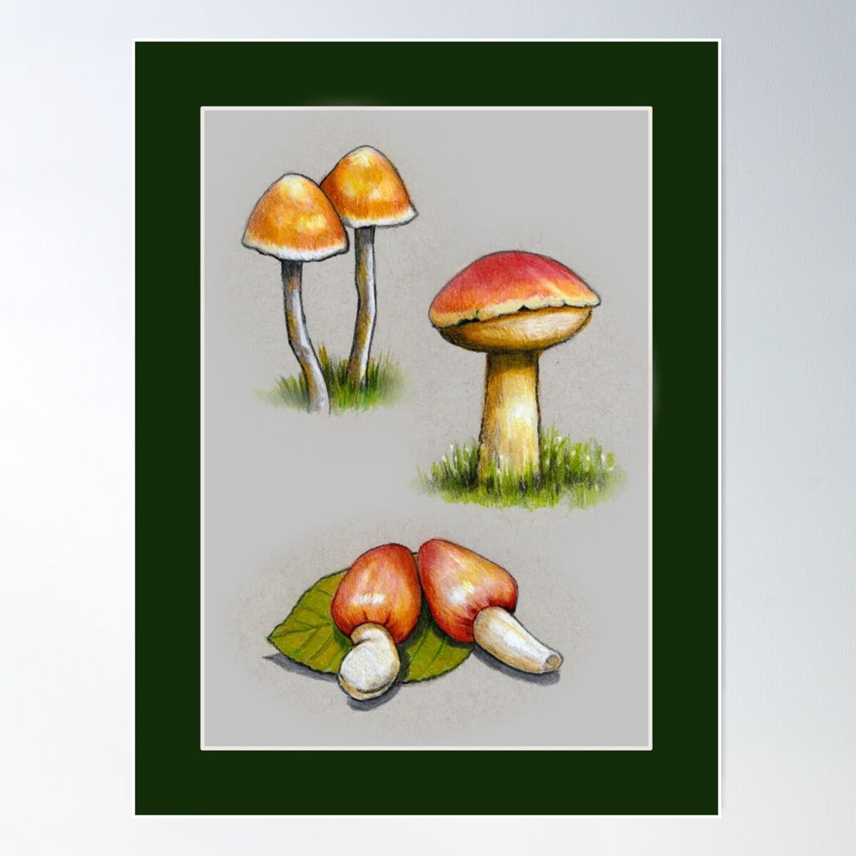 Botanical Art, Drawing Of Mushrooms, Fungus Poster Wall Art, Modern ...