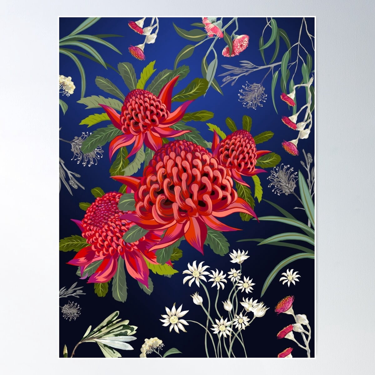 Botanical Australian Native Flowers Waratah Forals Red Blue Bright ...