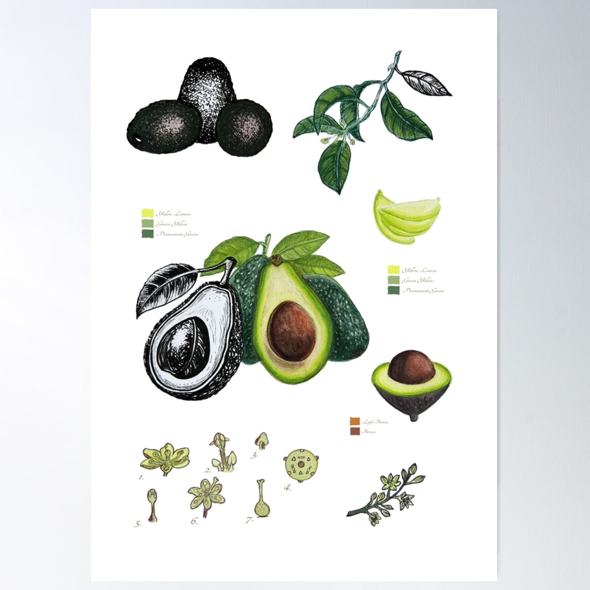 Botanical Avocado Anatomy Poster Wall Art, Modern Wall Decor For Living ...