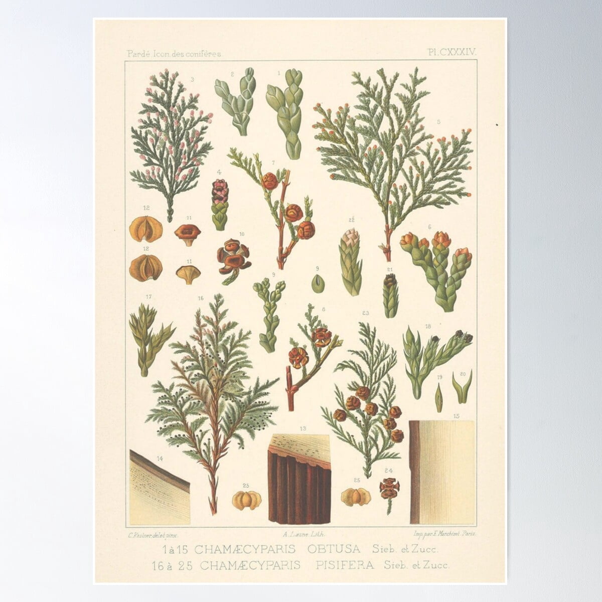 Botanical Cedar Poster, 8x12 UNFRAMED - Walmart.com