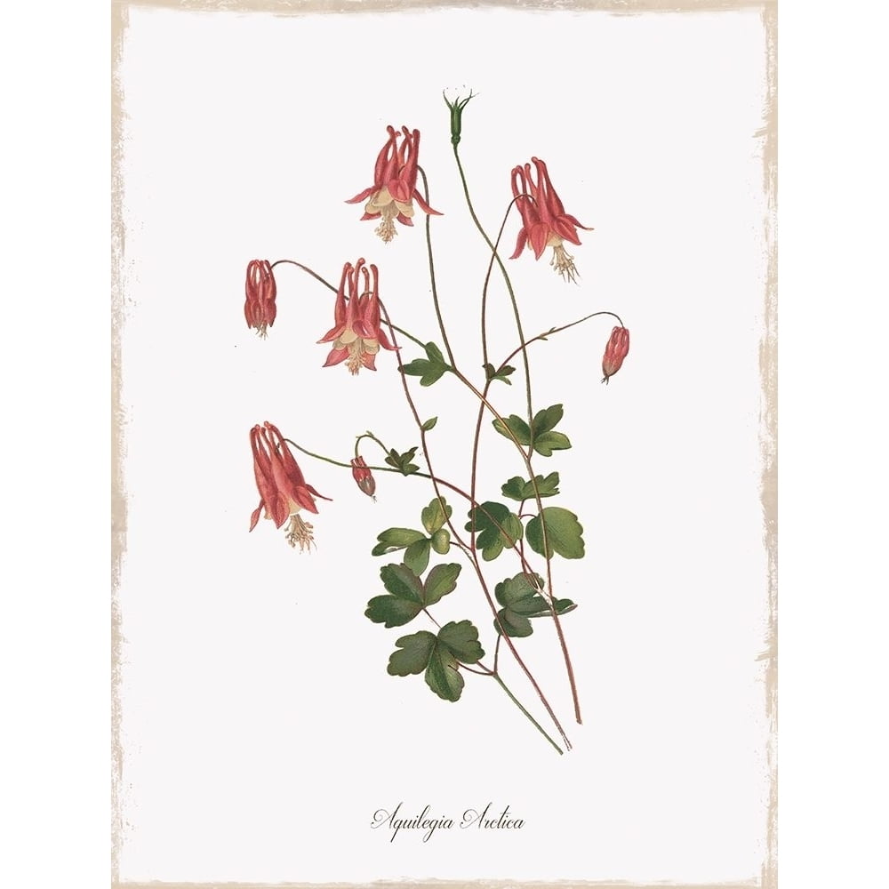 Botanical Columbine Poster Print by Kelly Donovan - Walmart.com