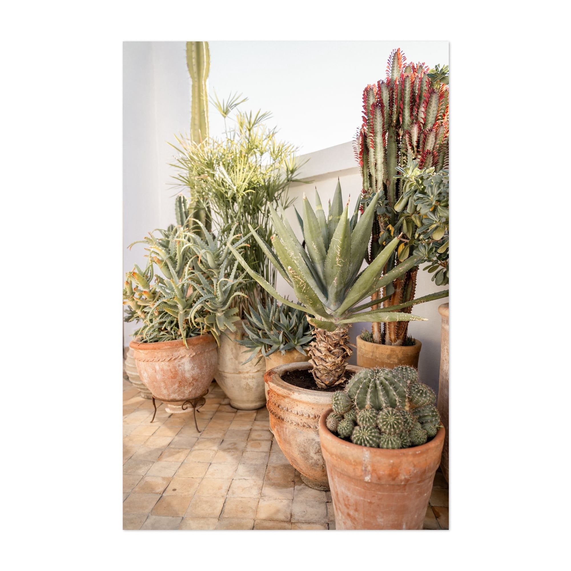 Botanical Corner - Marrakesh Marrakesh-Safi Morocco Photography Cactus ...