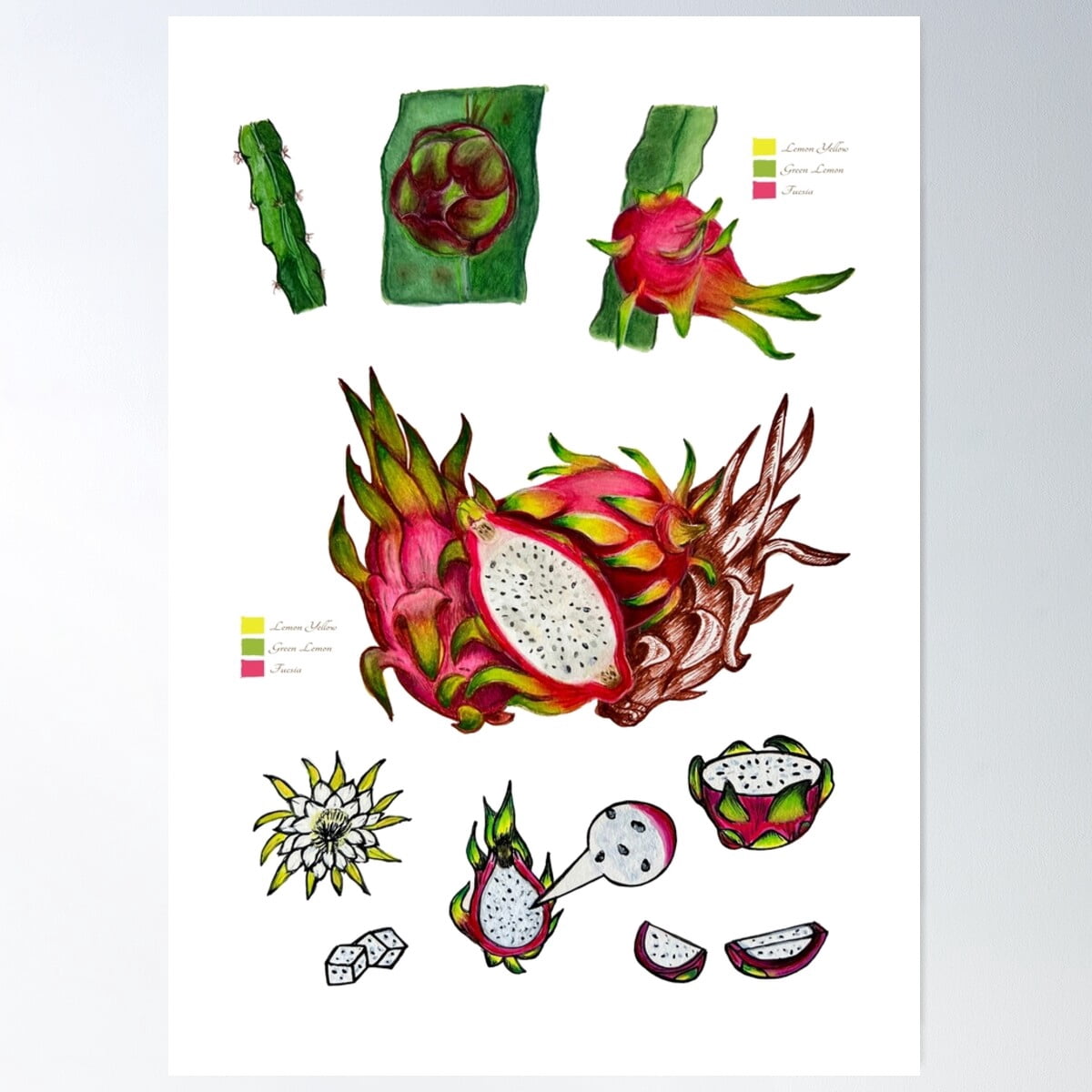 Botanical Dragon Fruit Anatomy Poster Wall Art, Modern Wall Decor For ...