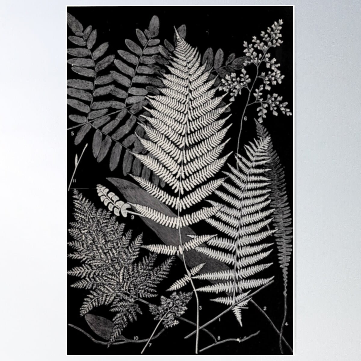 Botanical Ferns Poster Art Home Decor Vintage Gift Living Room Dercor ...