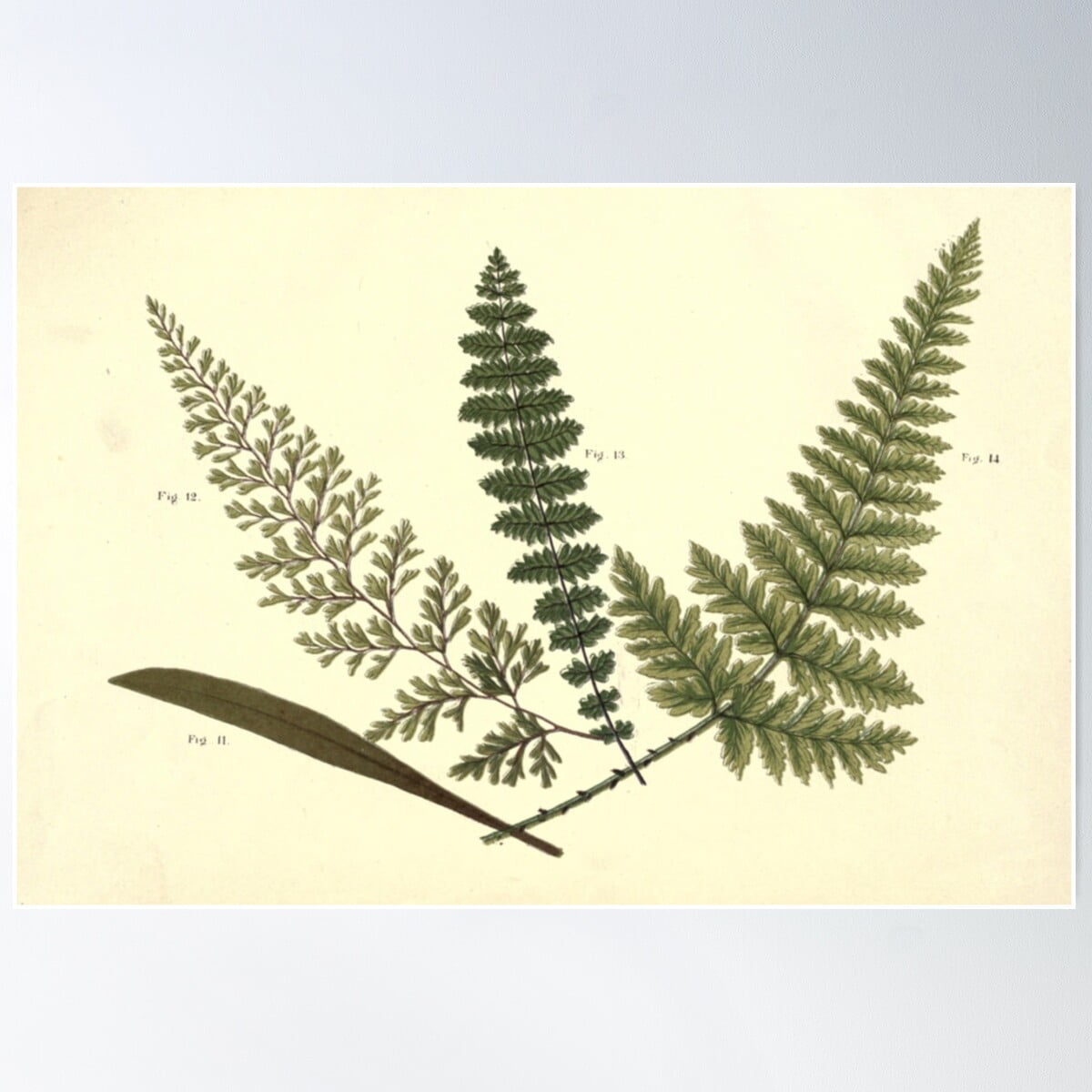 Botanical Ferns Poster Wall Art, Modern Wall Decor For Living Room ...