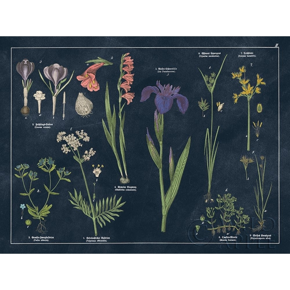 Botanical Floral Chart II Dark Blue Poster Print by Wild Portfolio Wild ...