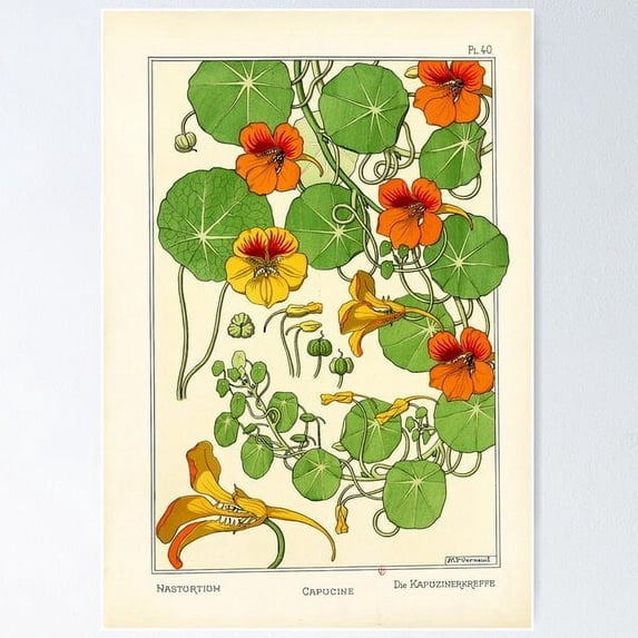 Botanical Flower Plate Maurice Verneuil Capucine Poster , Poster Print ...