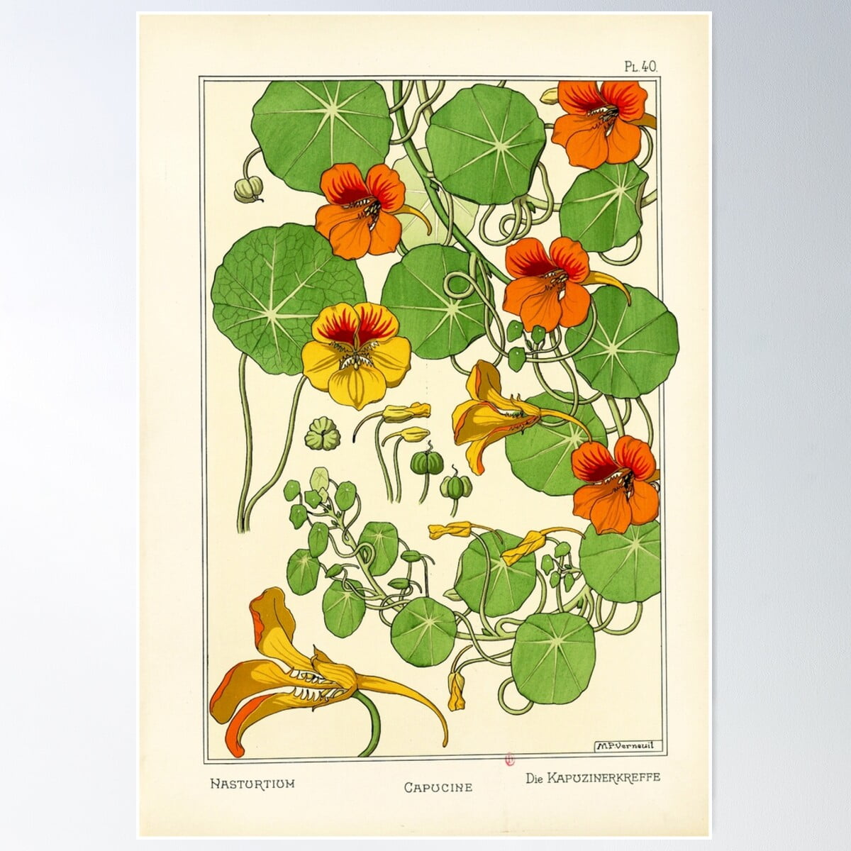Botanical Flower Plate - Maurice Verneuil - Capucine Poster Wall Art ...