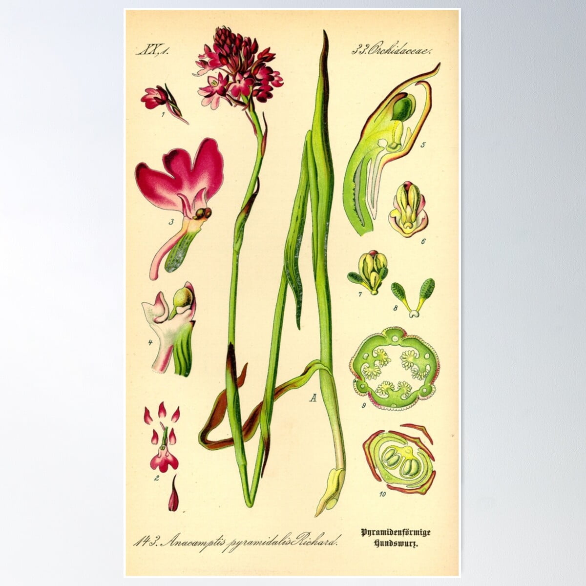 Botanical Illustration Anacamptis Pyramidalis Poster, 24x36 UNFRAMED ...