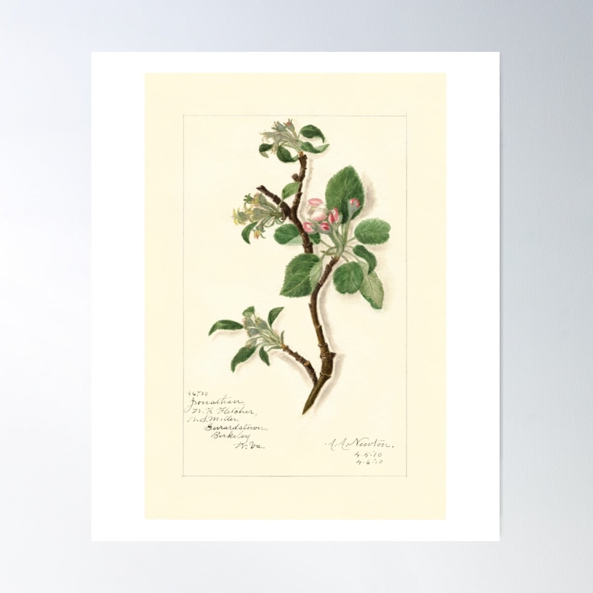 Botanical Illustration, Cottagecore Poster Wall Art, Modern Wall Decor ...