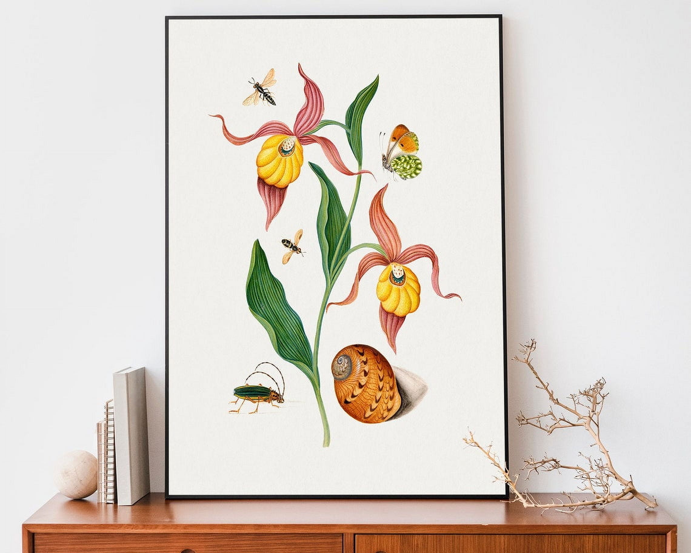Botanical Illustration James Bolton Vintage Insect Wall Art, Stretched ...