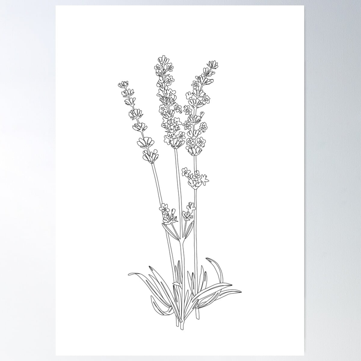 Botanical Illustration - Lavender Poster Wall Art, Modern Wall Decor ...