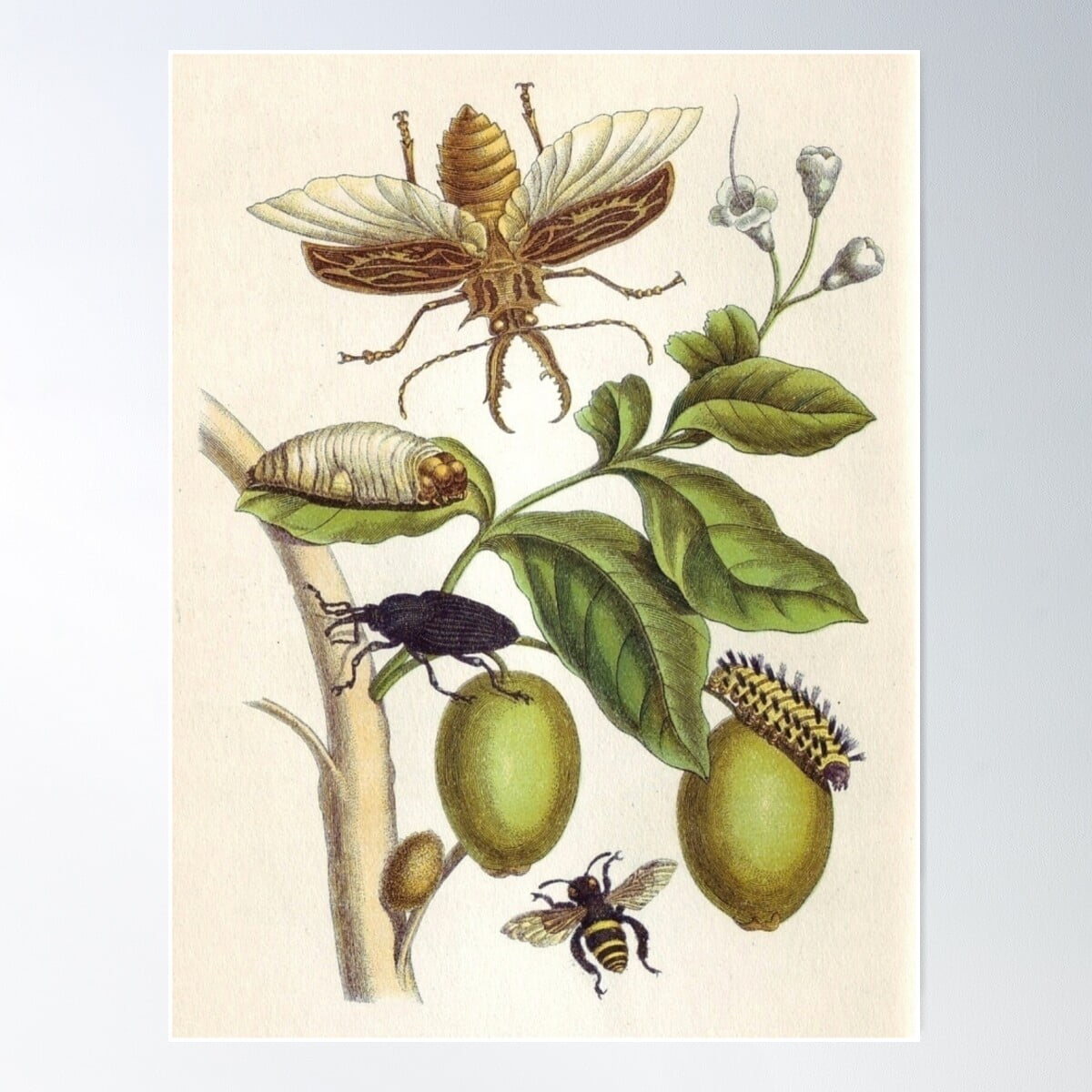 Botanical Illustration Maria Sibylla Merian Poster Wall Art, Modern ...