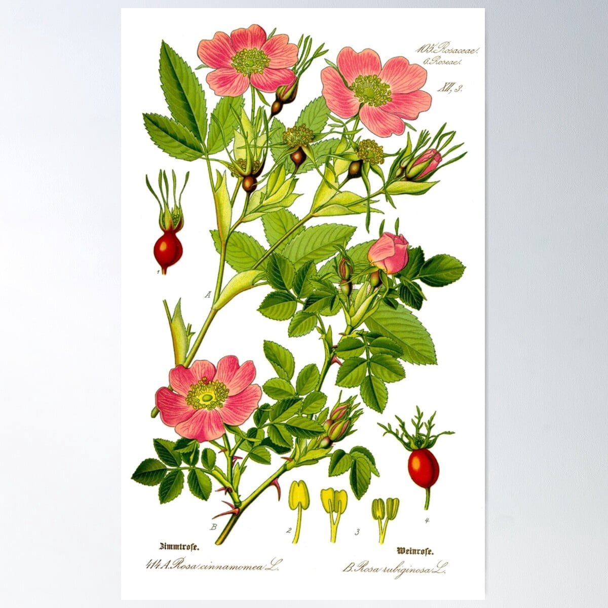 Botanical Illustration Rosa Majalis Poster Wall Art, Modern Wall Decor ...