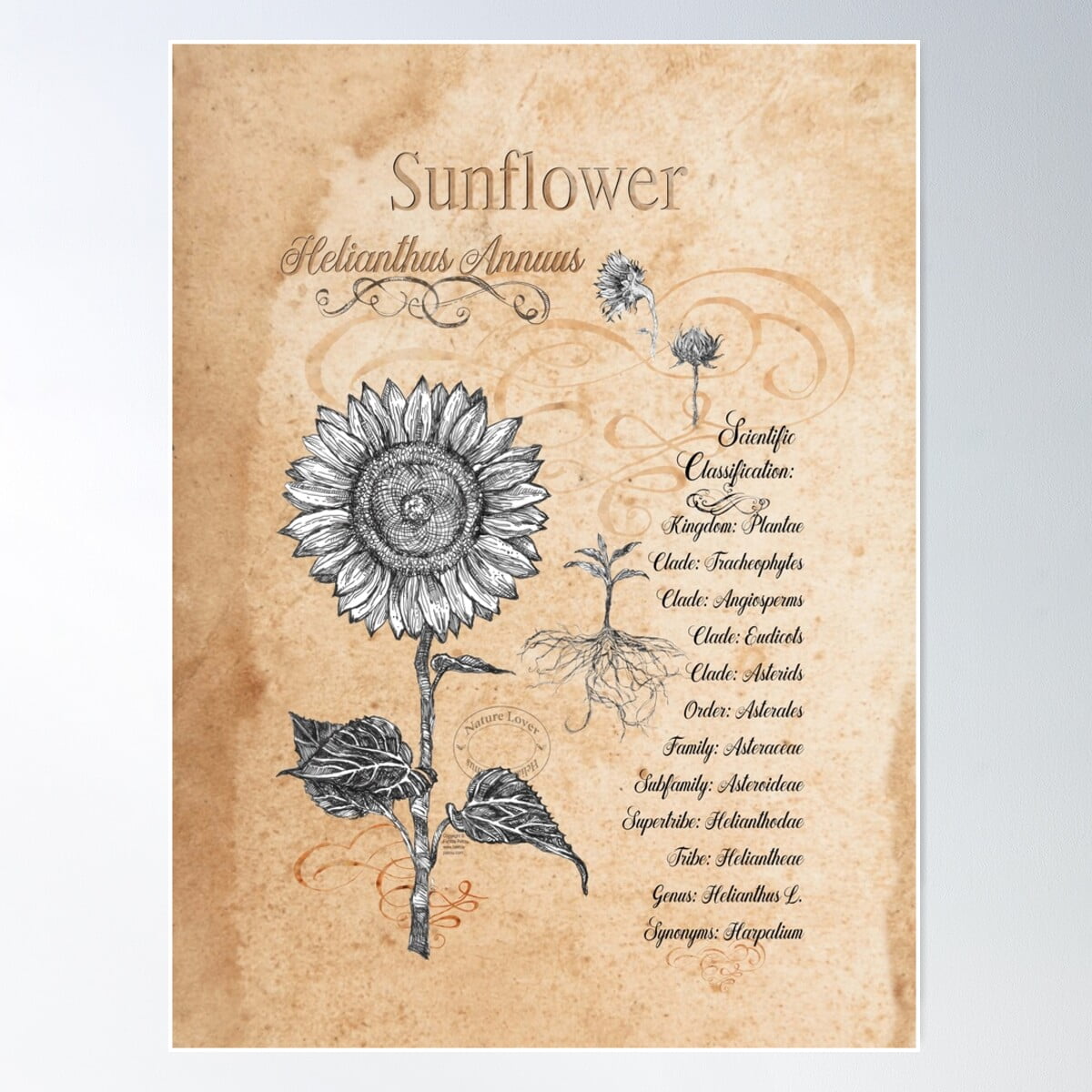 Botanical Illustration - Sunflower Scientific Classification-Vintage ...