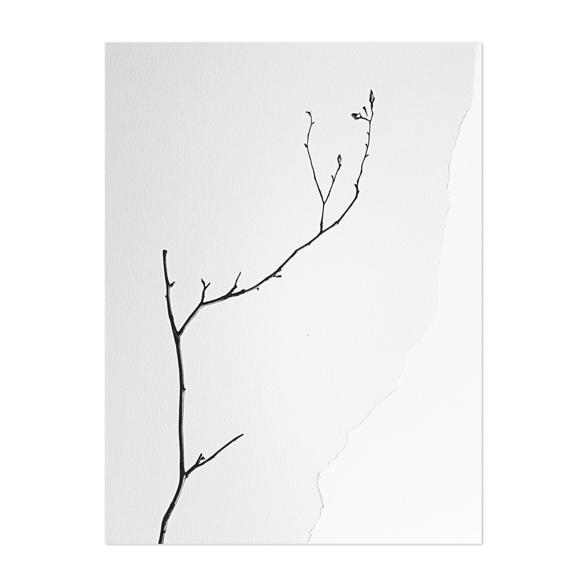 Botanical Line Drawing for Minimalist - Line Drawing Minimalist Line ...