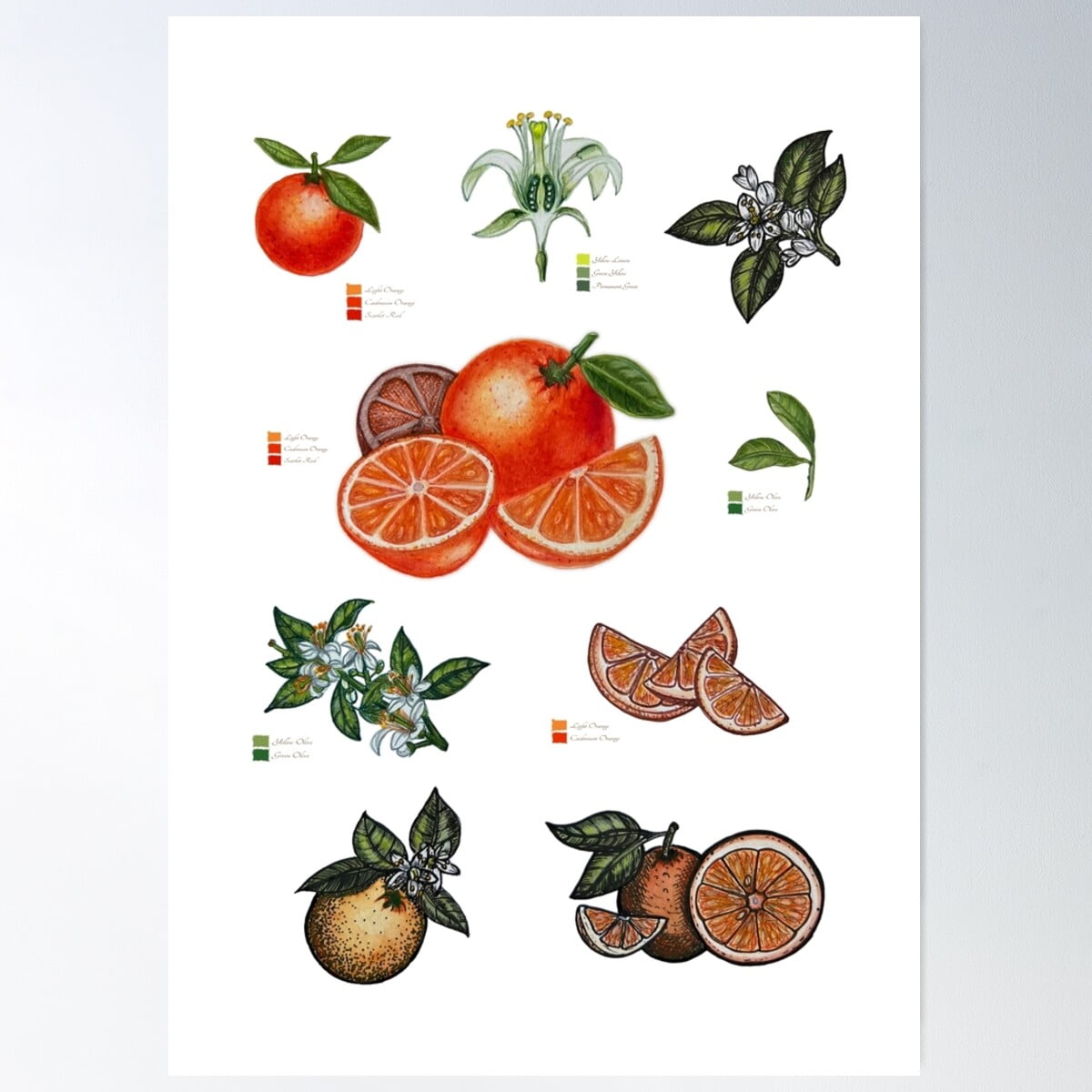 Botanical Orange Fruit Anatomy Poster Wall Art, Modern Wall Decor For ...
