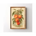 Botanical Peach Poster Retro Peaches Wall Art Vintage Fruit Decor ...