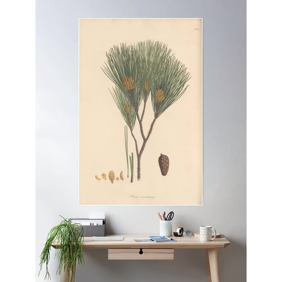 Botanical Pine Poster Wall Art Modern Wall Decor For Living Room ...