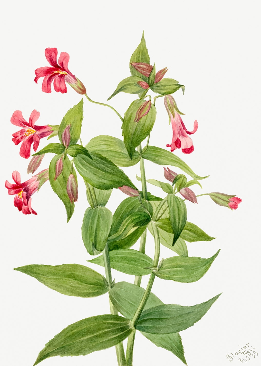 Botanical Plant Illustration - Lewis Monkey Flower (Mimulus lewisii) by ...