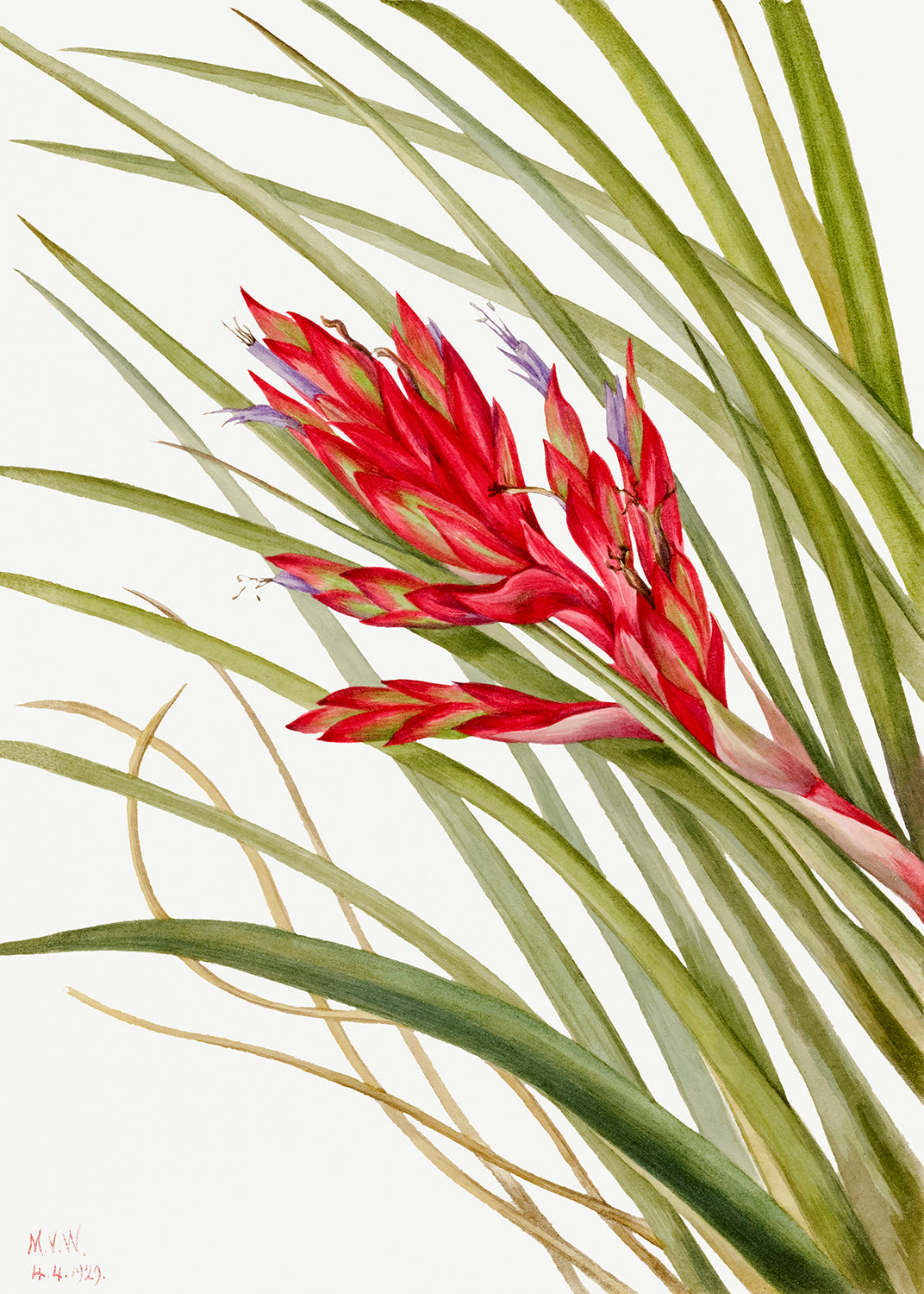 Botanical Plant Illustration - Quill Leaf Tillandsia (Tillandsia ...