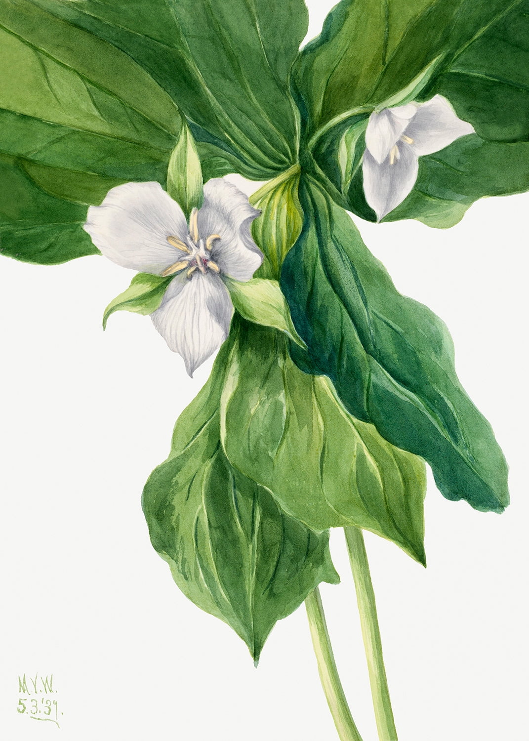 Botanical Plant Illustration - Wake-Robin (Trillium simile) by Mary ...