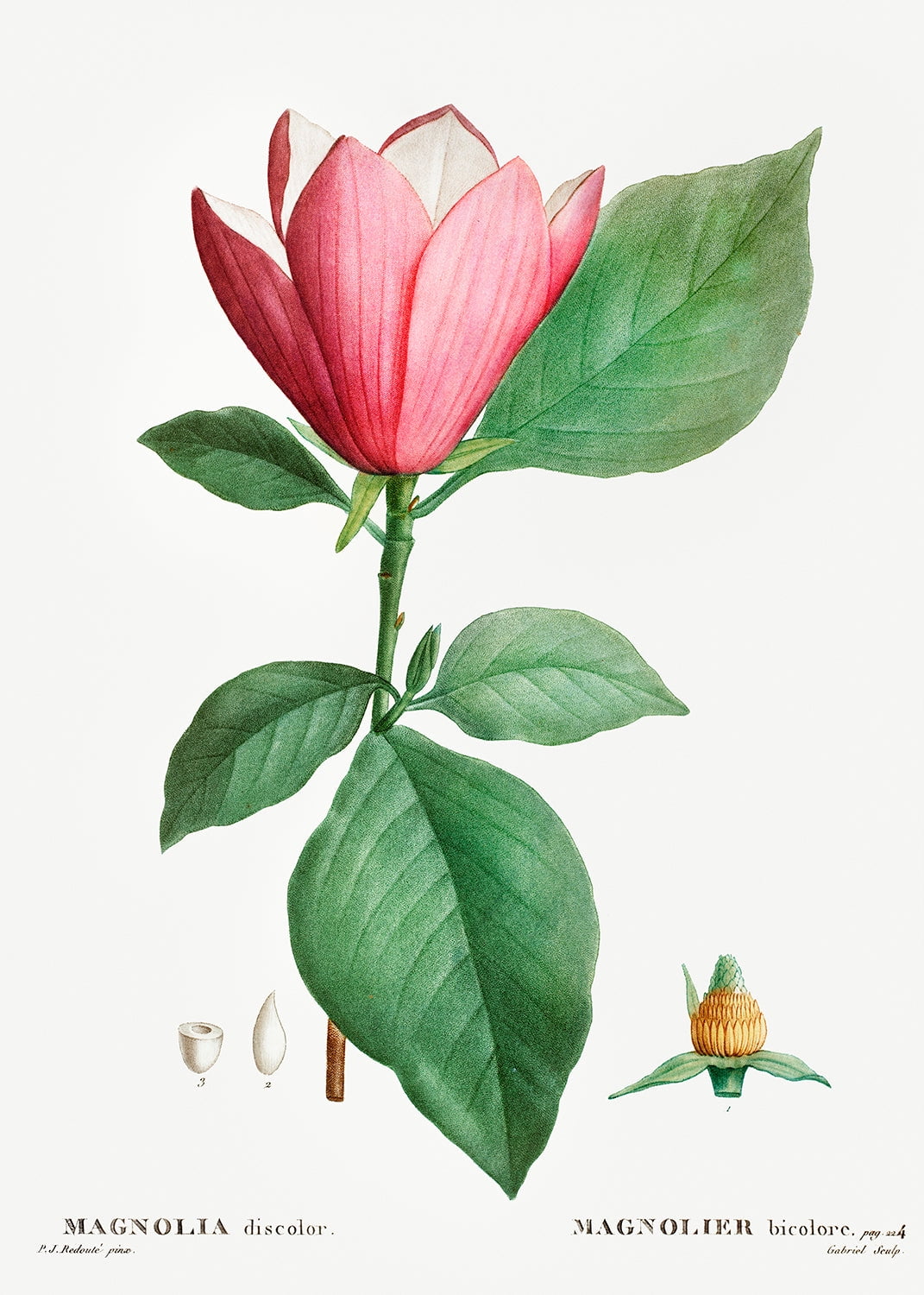 Botanical Plant Print - Lily magnolia (Magnolia discolor) by Pierre ...