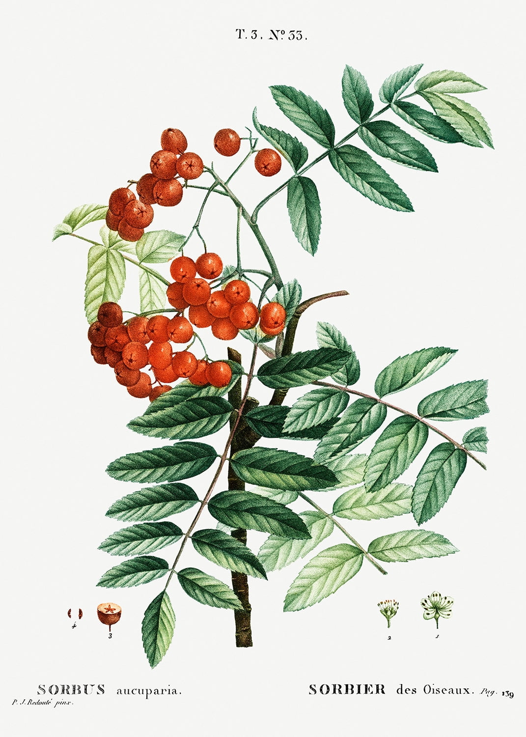Botanical Plant Print - Mountain ash (Sorbus aucuparia) by Pierre ...