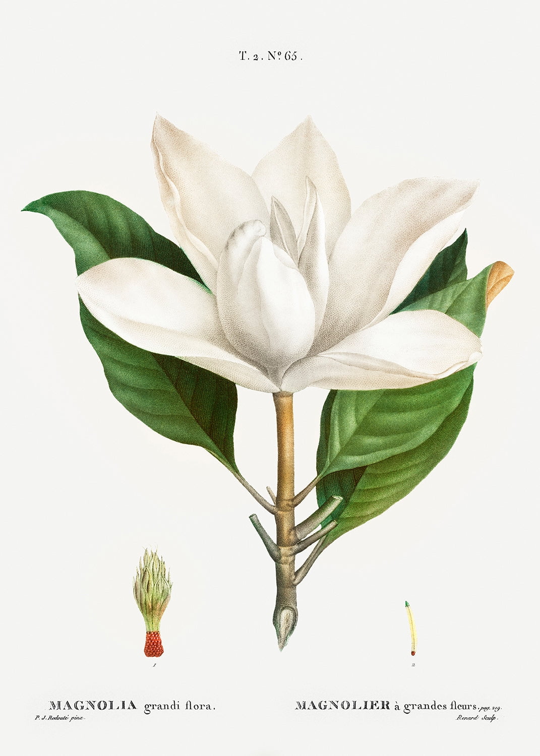 Botanical Plant Print - Southern magnolia (magnolia grandiflora) by ...