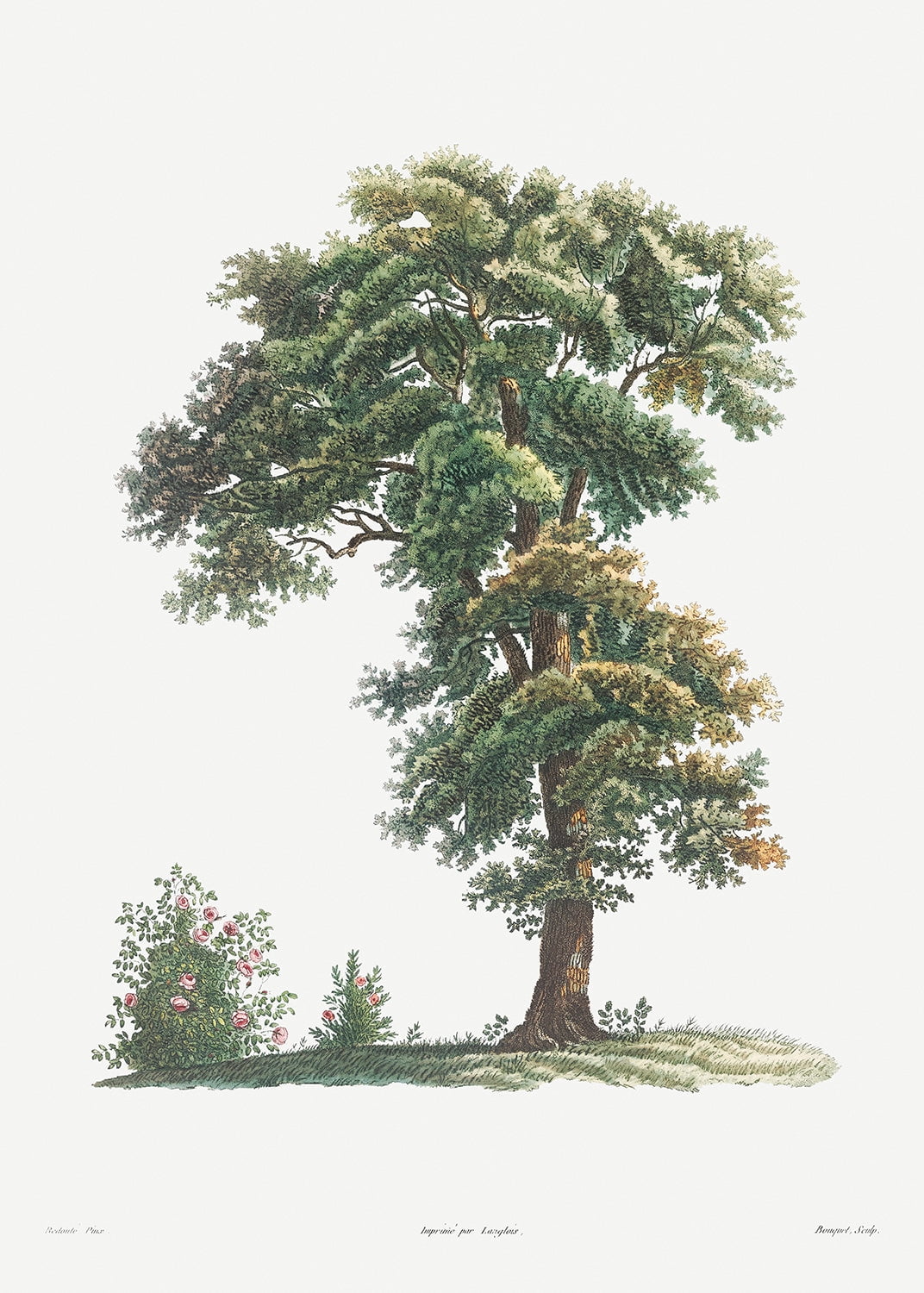 Botanical Plant Print - Tree from La Botanique de J. J. Rousseau by ...