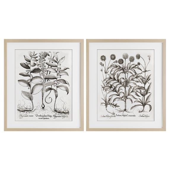 Botanical Root & Plant Studies 2 Piece Birch Framed Print Under Glass ...