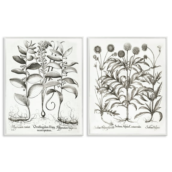 Botanical Root & Plant Studies 2 Piece White Framed Giclee Art Set ...