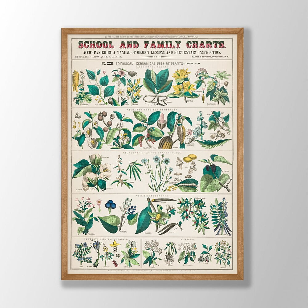 Botanical School & Family Education Charts No4 - Vintage Botanical ...