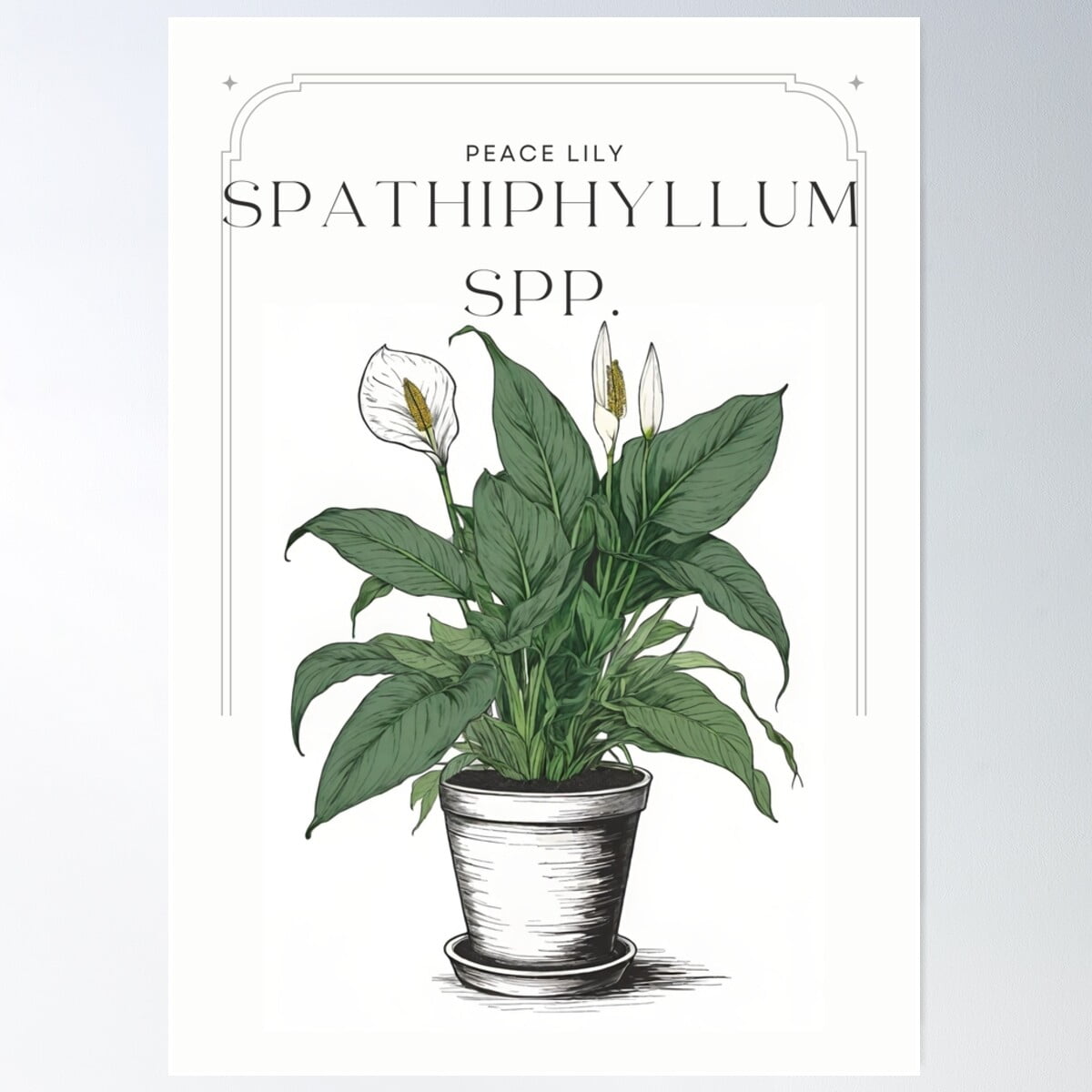 Botanical Spathiphyllum Peace Lily In Pot Rustic Sketch By Callisc Arts ...