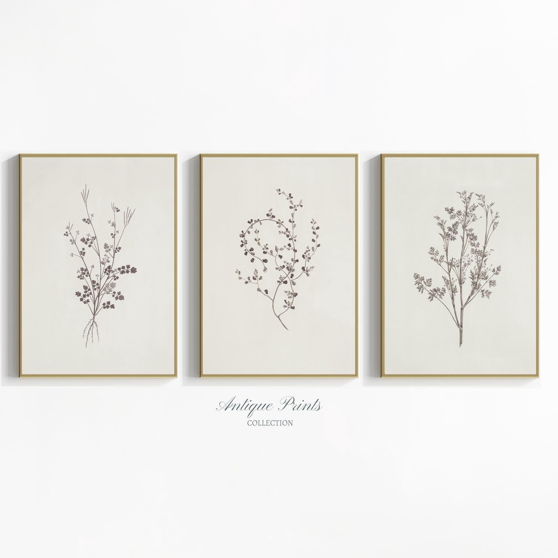 Botanical Wall Art Vintage Neutral Branch Drawing Minimalist Neutral ...