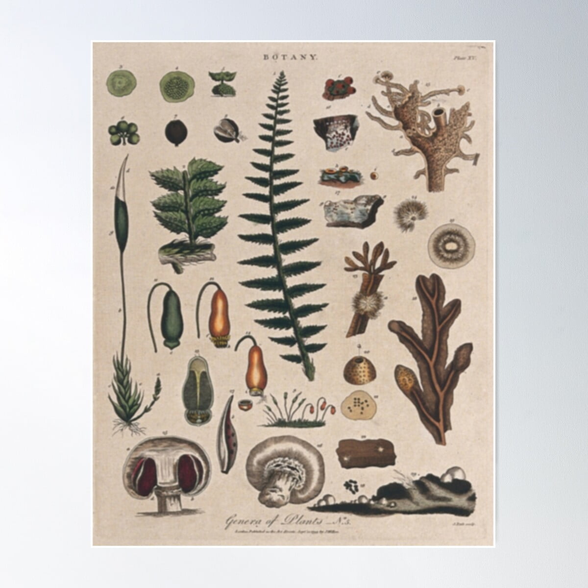 Botany Chart Poster Wall Art, Modern Wall Decor For Living Room Bedroom ...