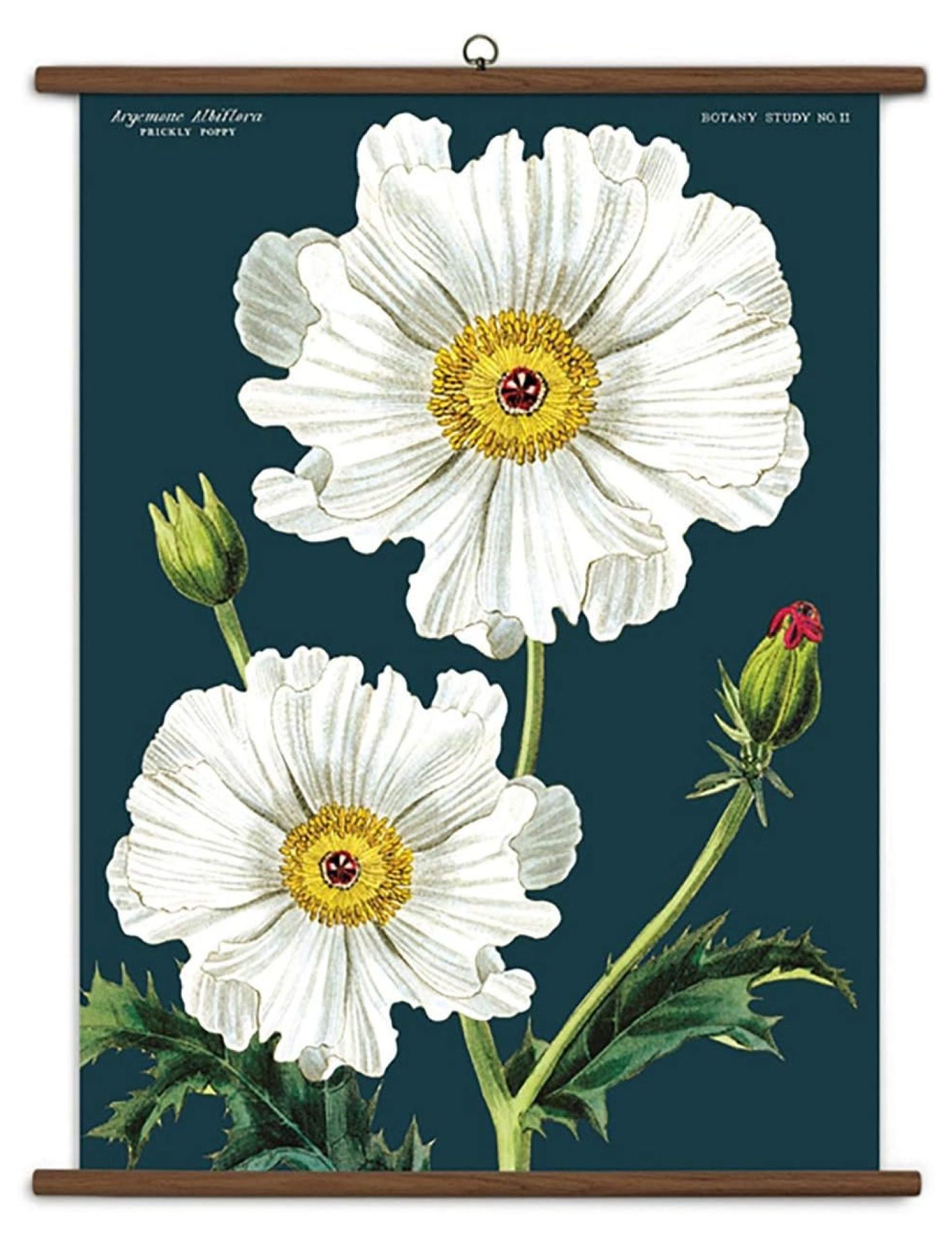Botany Vintage School Chart - Cavallini Archives Wall Art Print ...