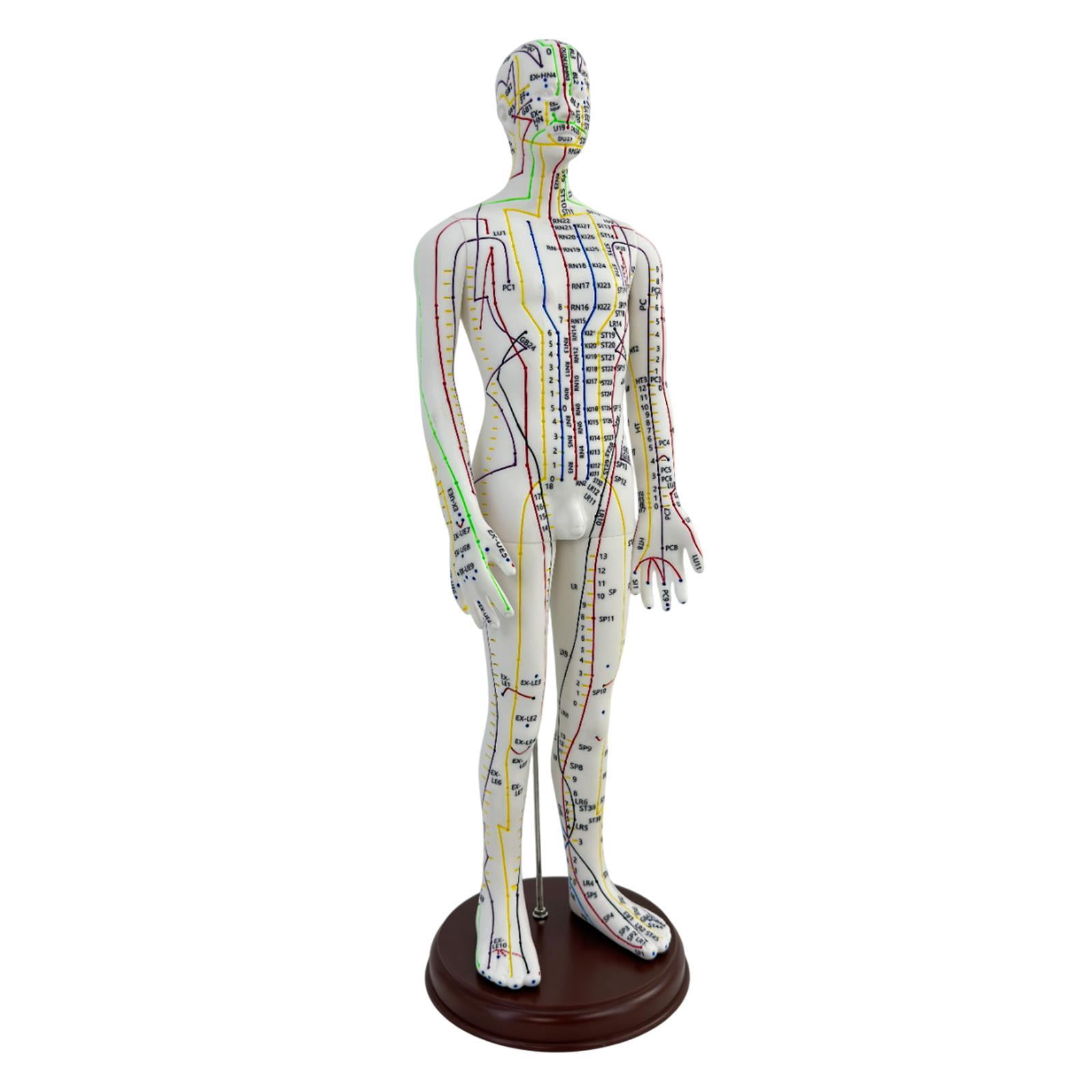 Bothyi 21.2inch Tall Model Accessory for Professionals Human Body Model ...
