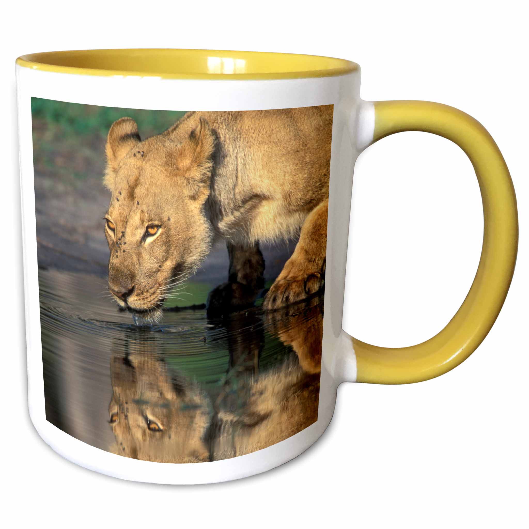 3drose, Botswana, Moremi Game Reserve, Lion by Khwai River-af05 Pso0057 ...
