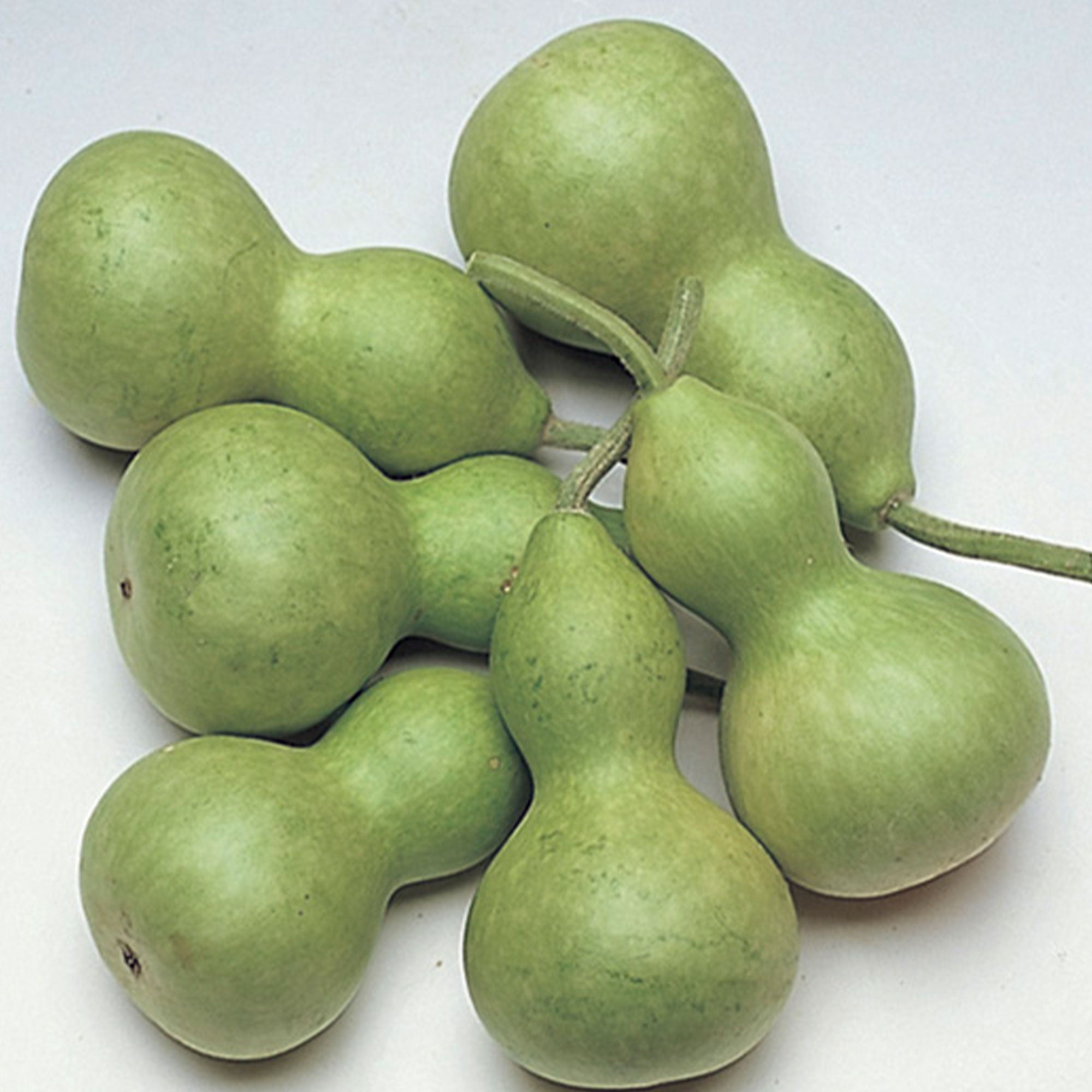 Bottle Gourd Seeds 1 Oz ~188 Seeds – High-Yield, Fast-Growing – Heat ...