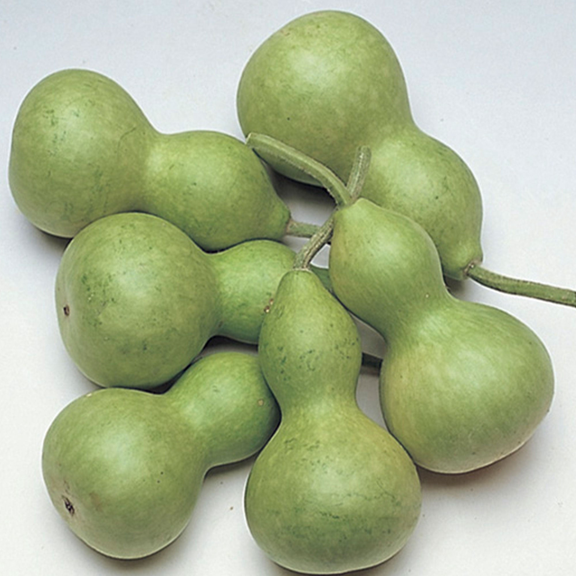 Bottle Gourd Seeds 2 G ~13 Seeds – High-Yield, Fast-Growing – Heat ...