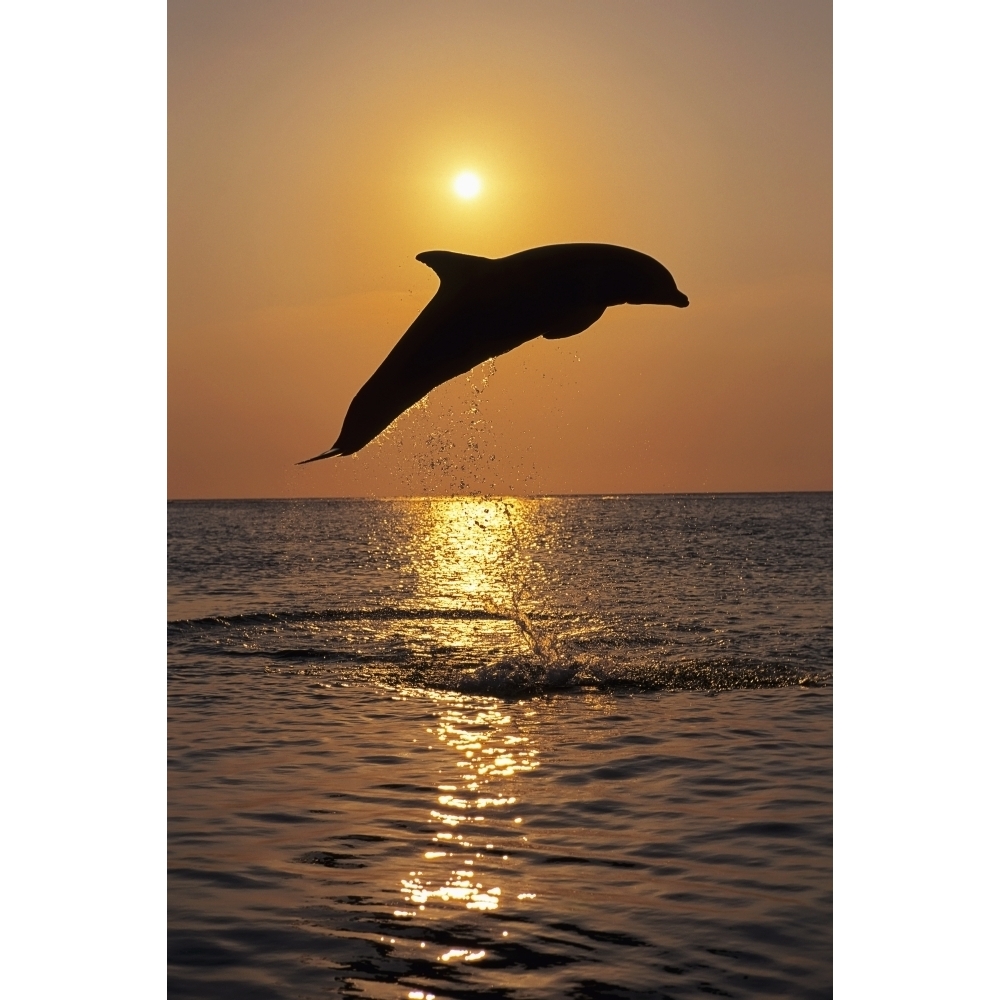 Bottle Nose Dolphin Jumping Sunset Roatan Honduras Summer Backlit ...