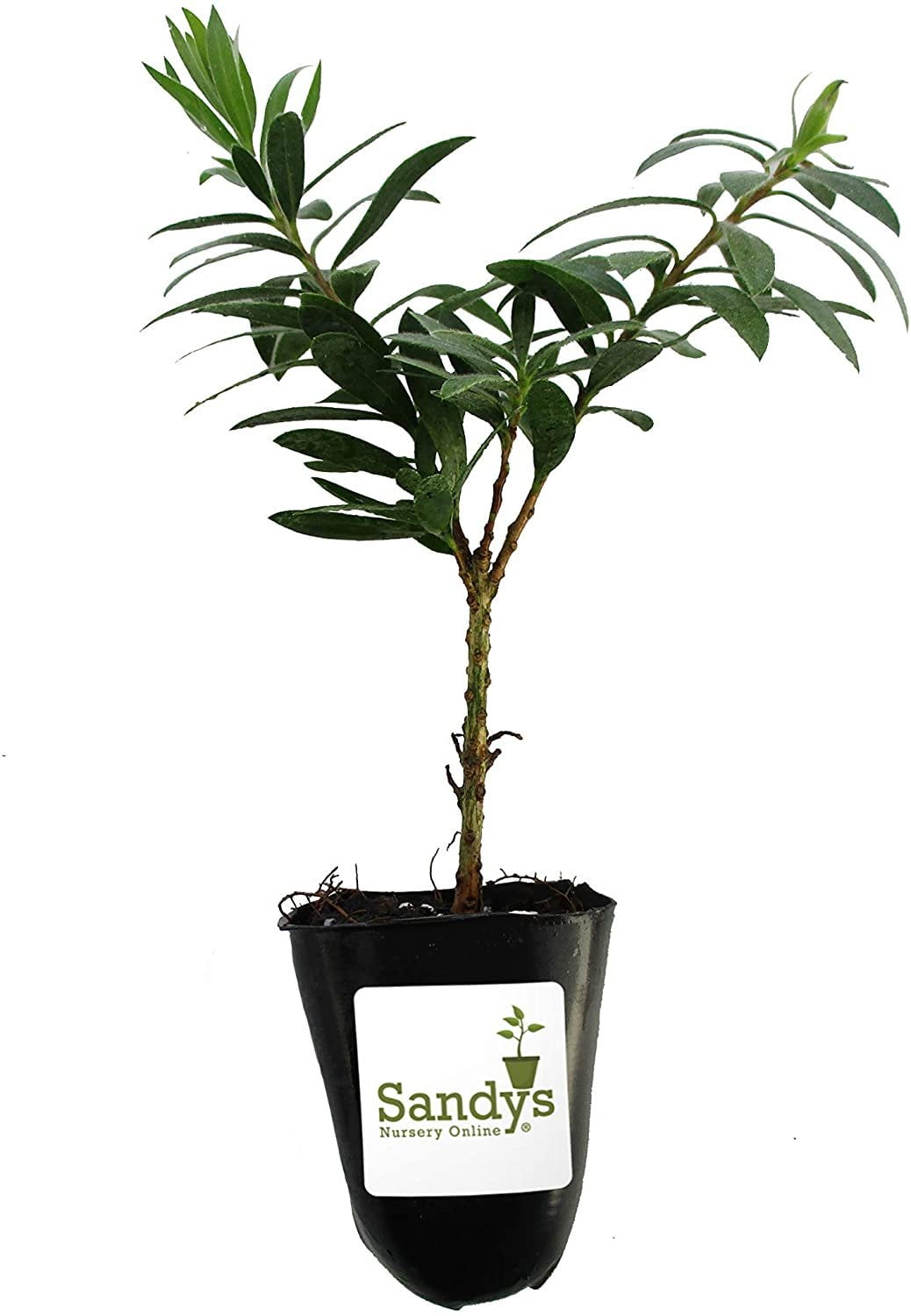 Little John Callistemon, Dwarf Bottlebrush Starter Plant, Live Potted ...