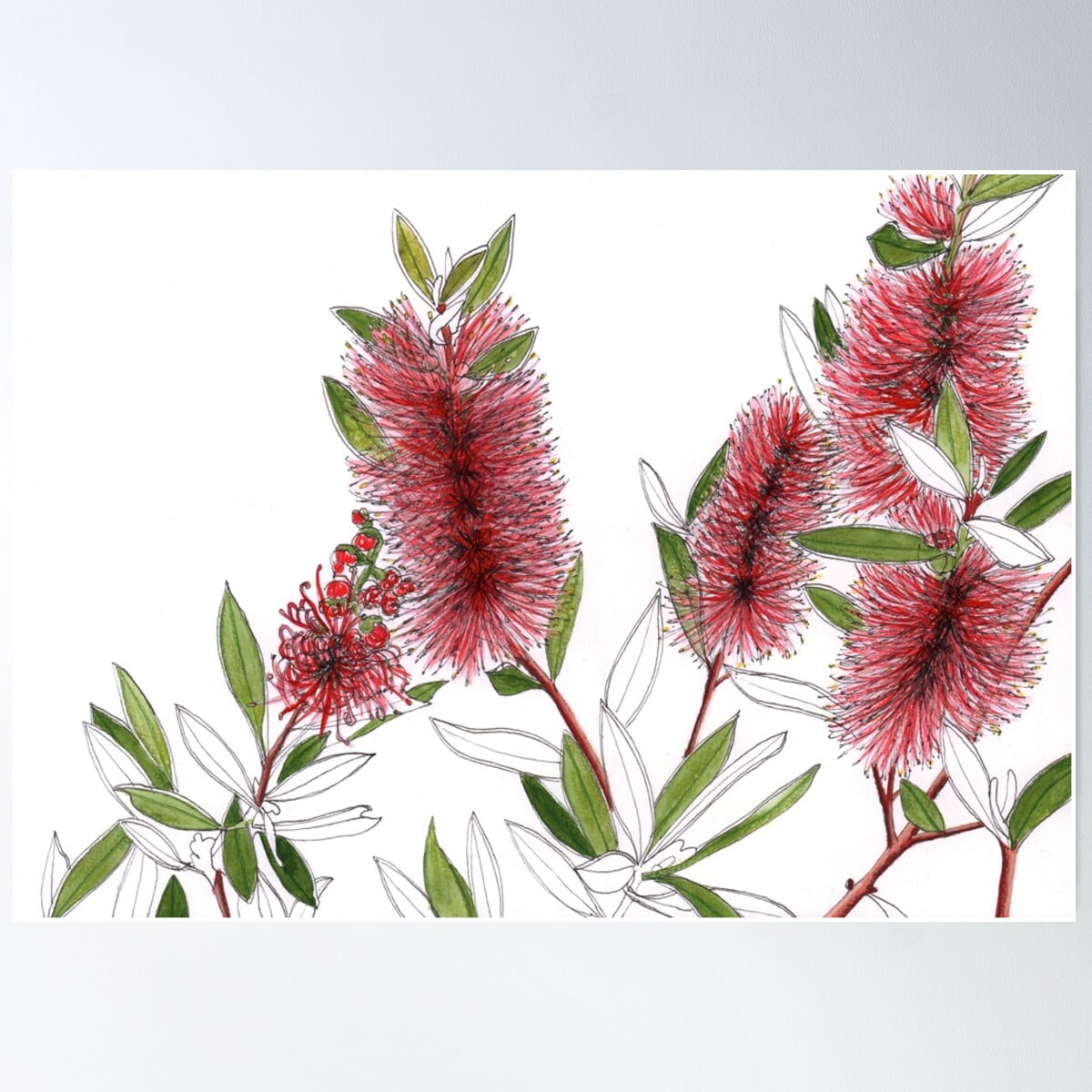 Bottlebrush Red Australian Flora Poster Wall Art, Modern Wall Decor For ...
