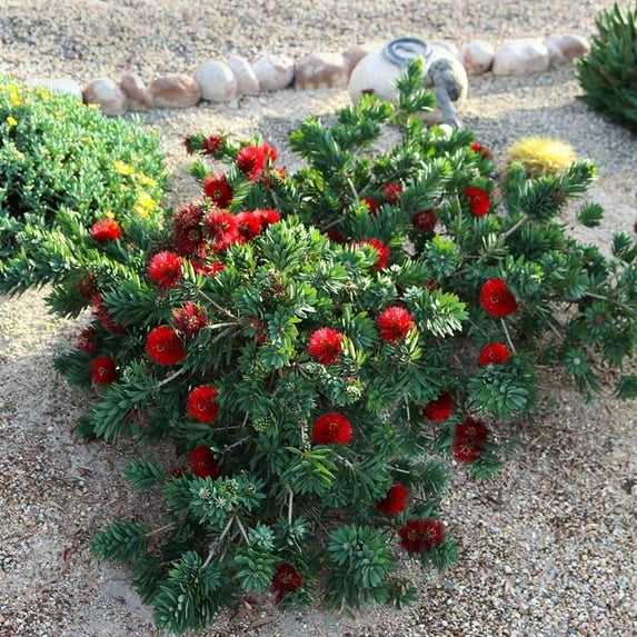 Bottlebrush Red Cluster | 1 Extra Large 3 Gallon Plant | Callistemon ...