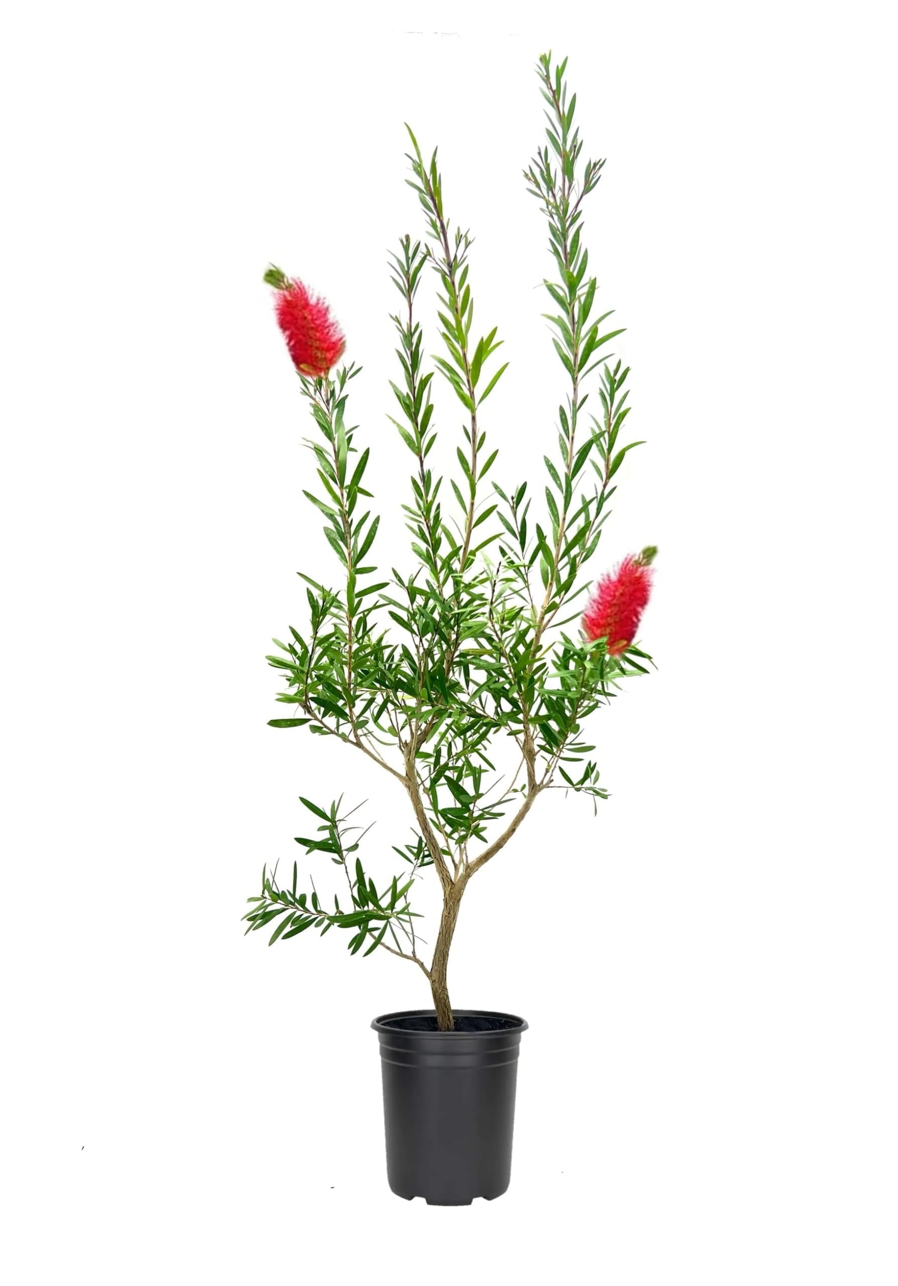 Bottlebrush Red Cluster | 1 Live 4 Inch Plant | Callistemon Rigidus ...