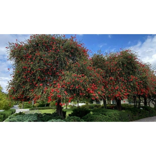 Bottlebrush Red Cluster 3 Live Quart Size Plants Callistemon citrinus ...