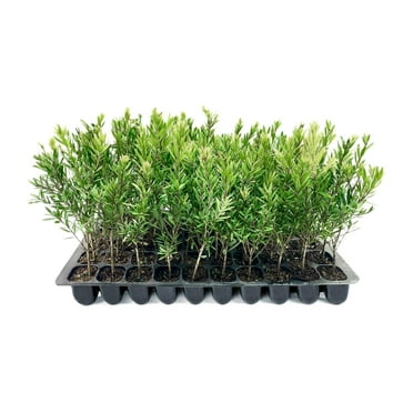 Crape Myrtle Raspberry Sundae 2 Extra Large 3 Gallon Plants Dual-Color ...