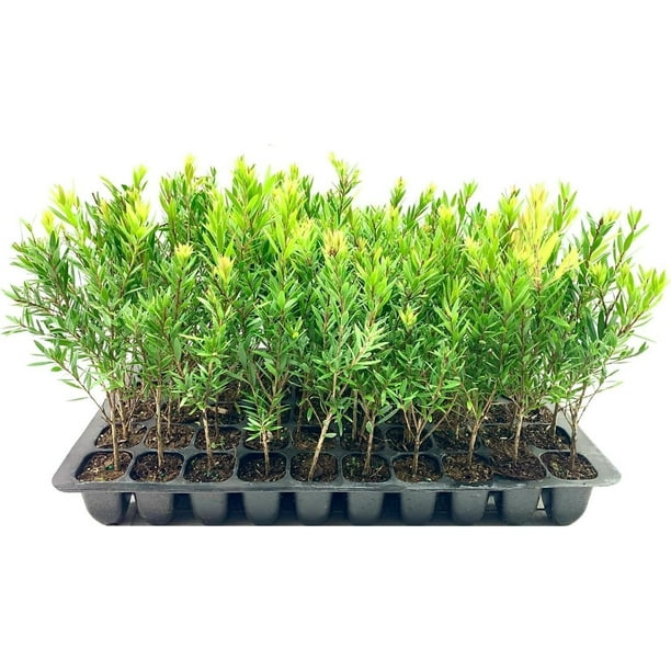 Bottlebrush Red Cluster Tree I 3 Live Plants I Callistemon Citrinus Red ...